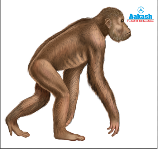 Origin & Evolution of Man: Dryopithecus, Ramapithecus, Australopithecus | AESL